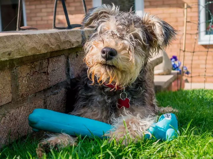 Anak anjing Lakeland Terrier