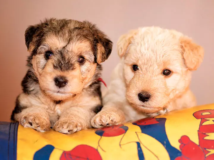 deux chiots des lacs