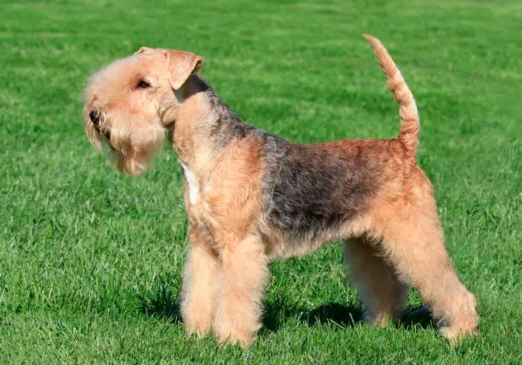 Raca e qenve të Lakeland Terrier