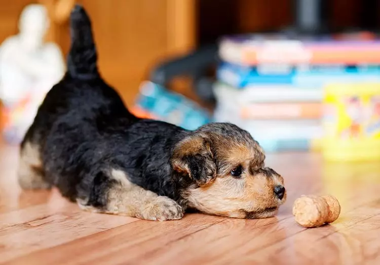 Anak anjing Lakeland Terrier