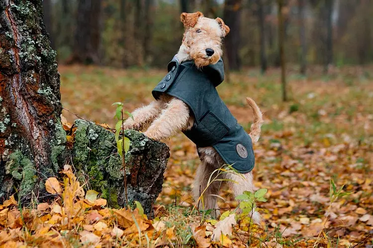 Raca e qenve të Lakeland Terrier