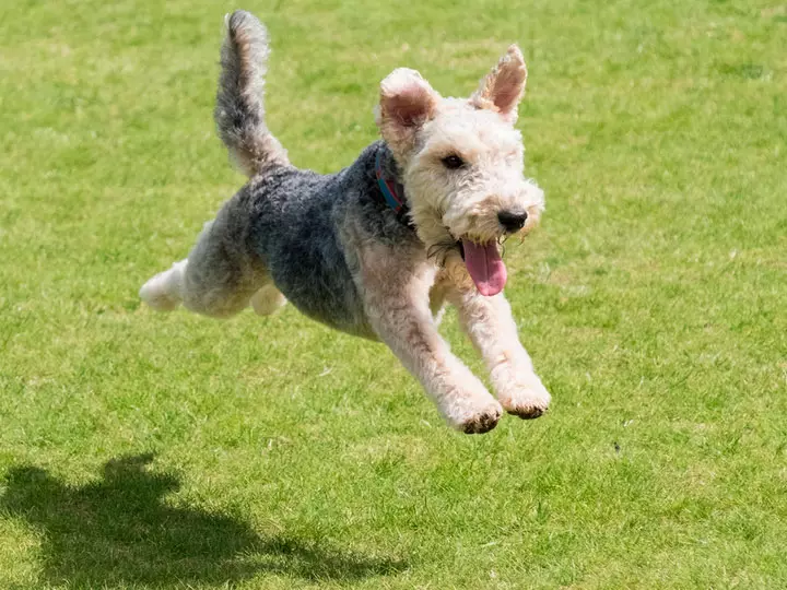 Lakeland Terrier сүрөтү