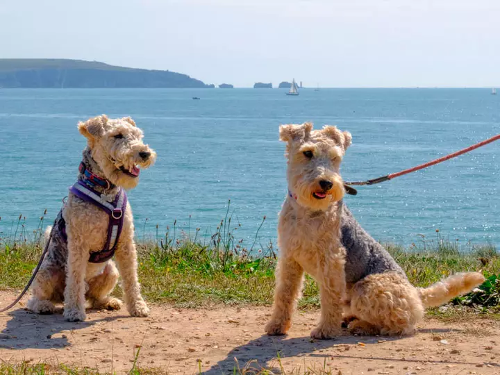 deux terriers des lacs