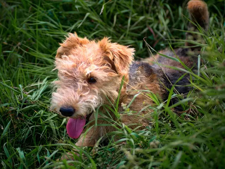 Szczeniak Lakeland Terrier