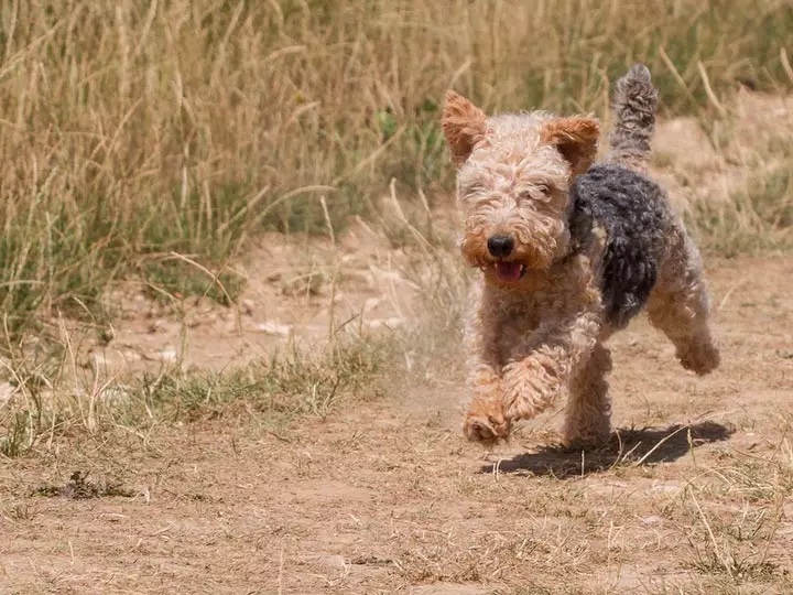 Qeni i Lakeland Terrier