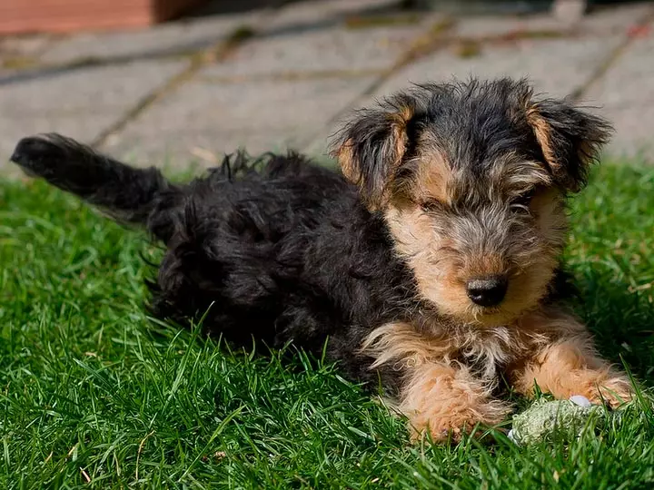 Kodi Lakeland Terrier imawononga ndalama zingati