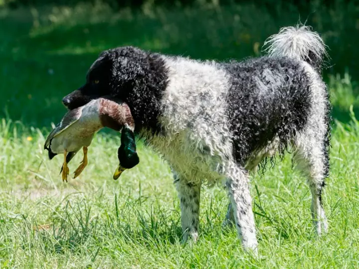 Wetterhun (Dutch Spaniel de apă): prezentare generală a rasei, fotografii cu câini 4444_10