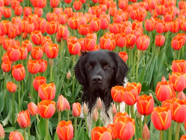 Wetterhun (holländsk vattenspaniel): rasöversikt, hundbilder 4444_15