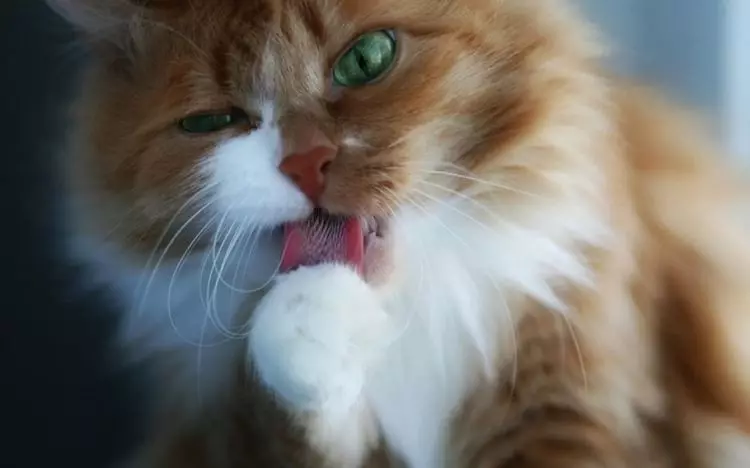 Pěna z úst kočky nebo kočky: důvod a co dělat | proč je tam bílá pěna