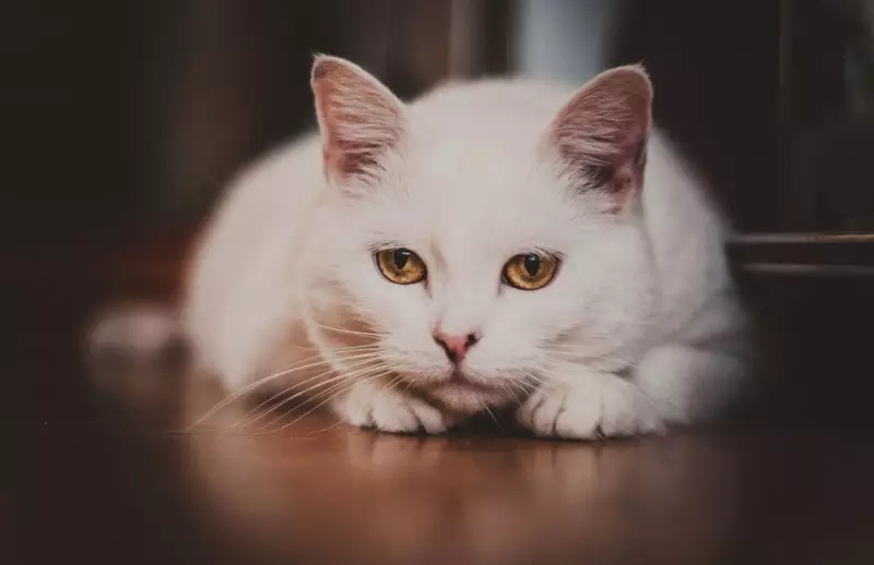 Katze mit gelben Augen