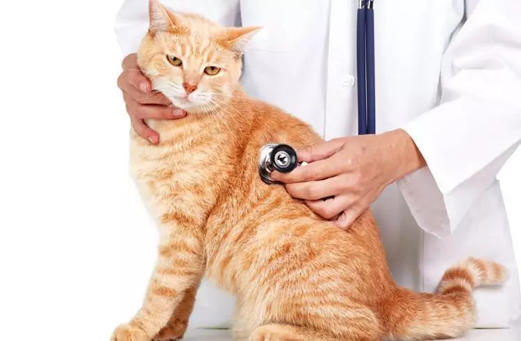 Veterinarian examines a ginger cat