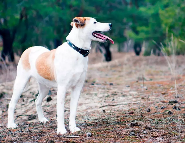 imbwa dzinobereka Istrian hound