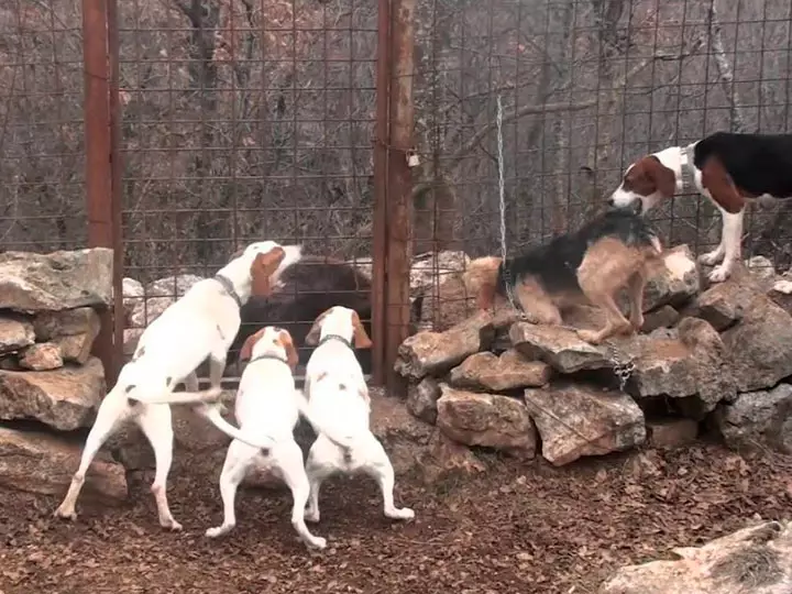 Istrische hond: beschrijving van het hondenras met foto's en video's 4484_10