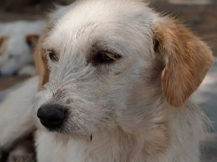 Istrische hond: beschrijving van het hondenras met foto's en video's 4484_11