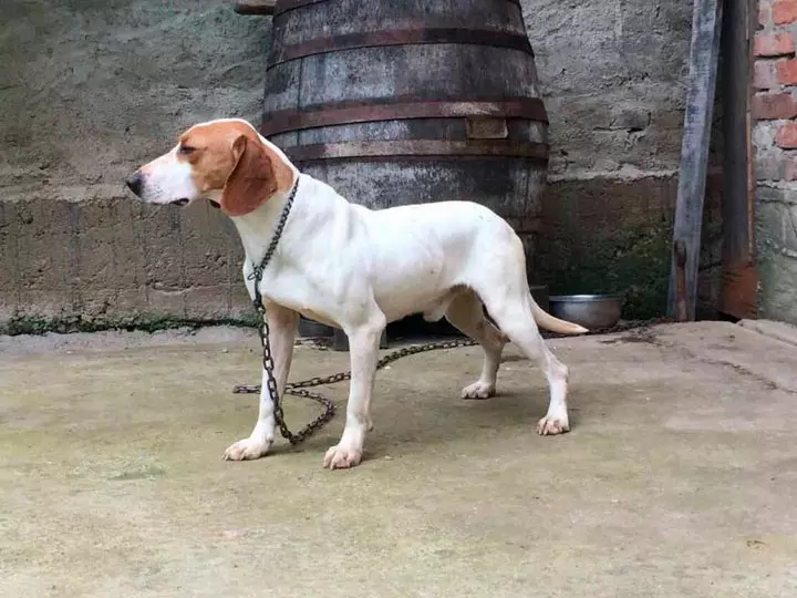 Istrian hound: faʻamatalaga o le maile taʻifau ma ata ma vitio 4484_12