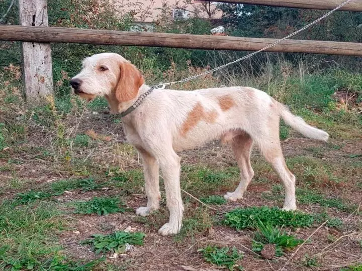 Istrian hound: txakur arrazaren deskribapena argazki eta bideoekin 4484_13