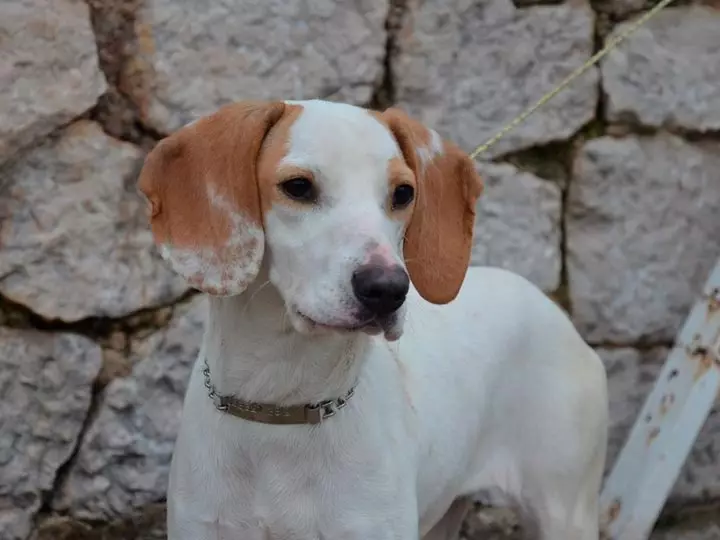 Istrian hound: ڪتي جي نسل جو بيان فوٽوز ۽ وڊيوز سان 4484_14