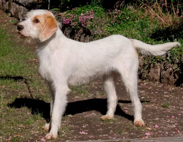 imbwa dzinobereka Istrian hound