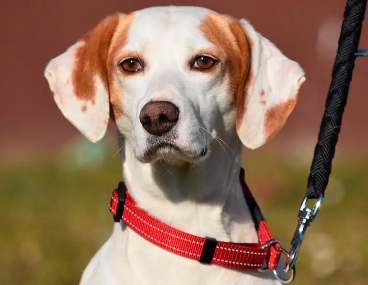 Istrian hound bolalar bog'chasi