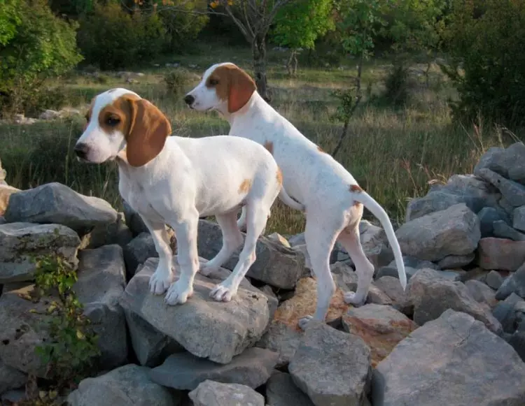 Istrian hound puppies