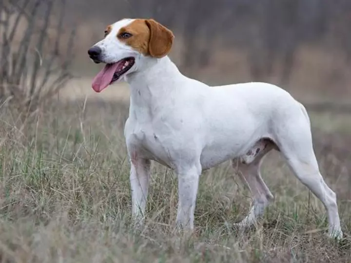 Istrian hound: ڪتي جي نسل جو بيان فوٽوز ۽ وڊيوز سان 4484_5