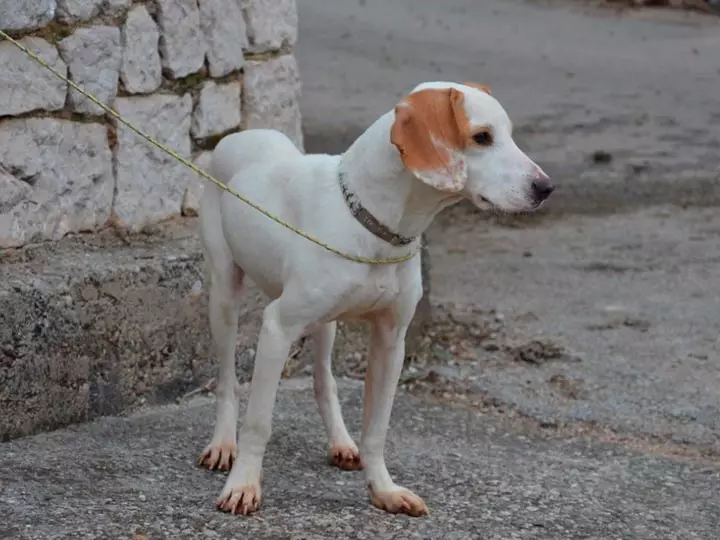 Istrian hound: faʻamatalaga o le maile taʻifau ma ata ma vitio 4484_6