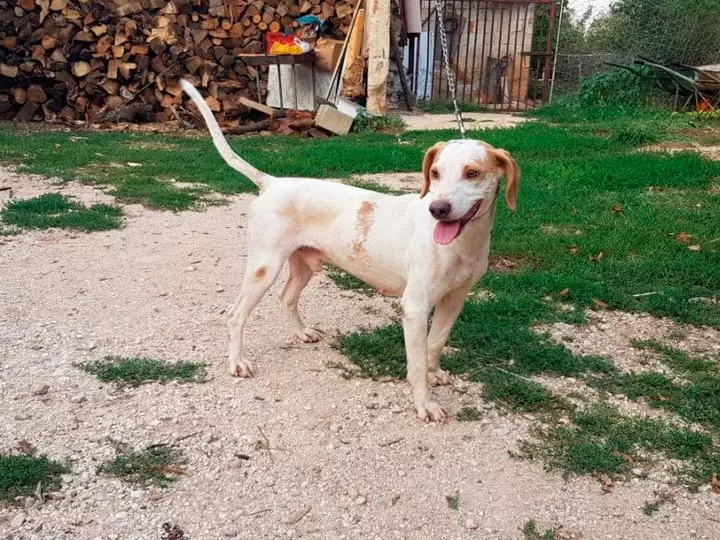 Istrian hound: tsananguro yeiyo imbwa dzinobereka nemifananidzo uye mavhidhiyo 4484_7