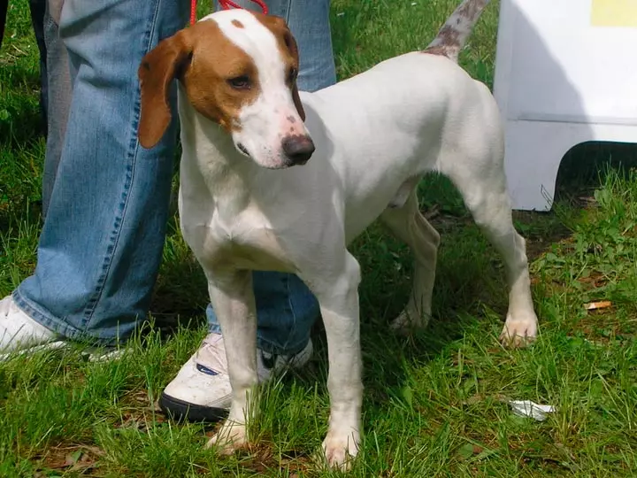 Istrian hound: txakur arrazaren deskribapena argazki eta bideoekin 4484_8