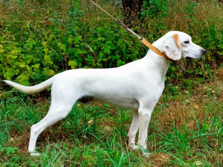 Istrian hound: ڪتي جي نسل جو بيان فوٽوز ۽ وڊيوز سان 4484_9