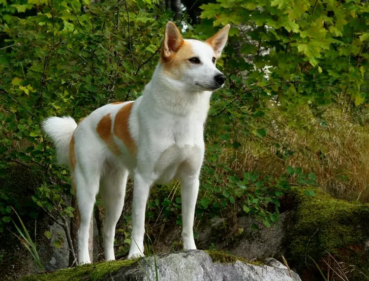 Fotografia e Norboten Spitz