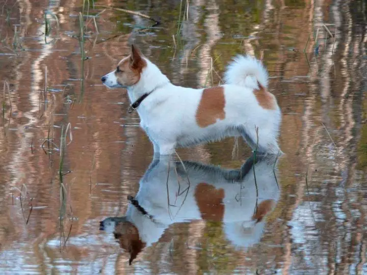 Norrbotten Spitz (Norbotten Laika): คำอธิบายของสายพันธุ์พร้อมรูปถ่ายและวิดีโอ 4490_12