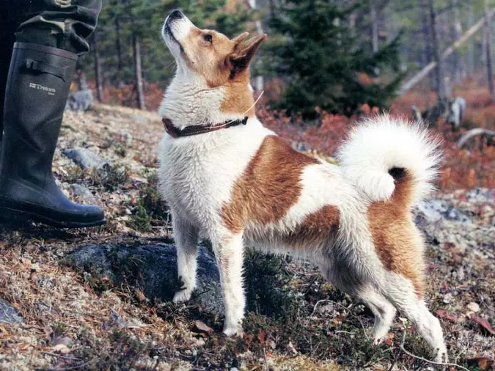 Norrbotten Spitz (Norbotten Laika): Beschreiwung vun der Rass mat Fotoen a Videoen 4490_13