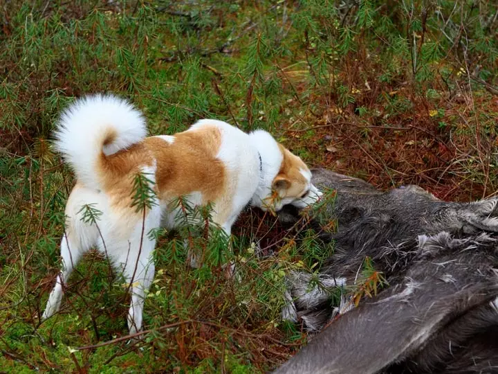 Norrbotten Spitz (Norbotten Laika): คำอธิบายของสายพันธุ์พร้อมรูปถ่ายและวิดีโอ 4490_14