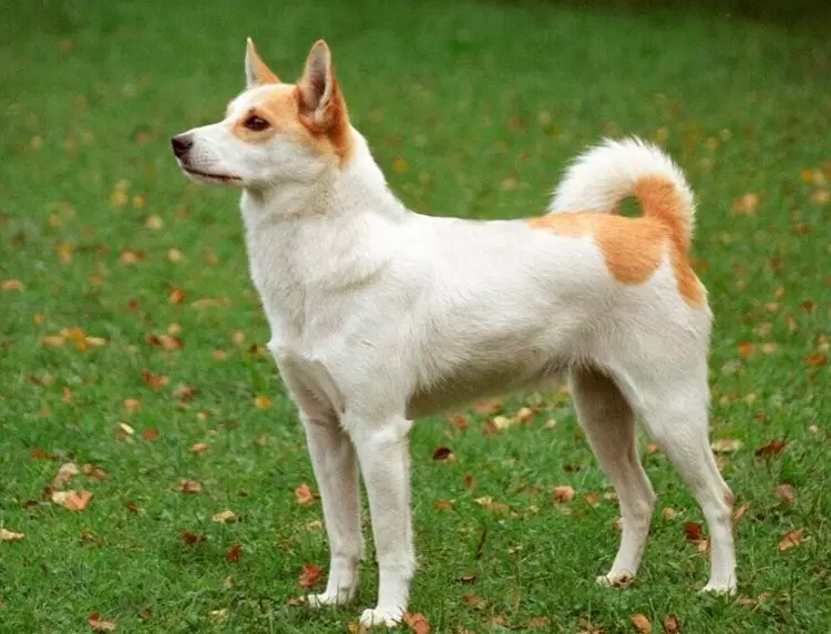 köpek türü norbotten spitz