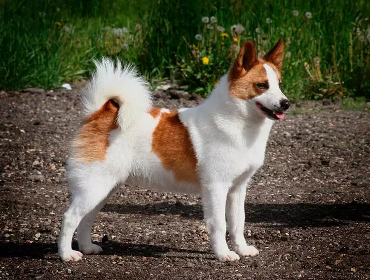 köpek türü norbotten spitz