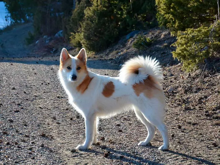 Norrbotten Spitz (Norbotten Laika): fotoğraf ve videolarla cinsin tanımı 4490_6