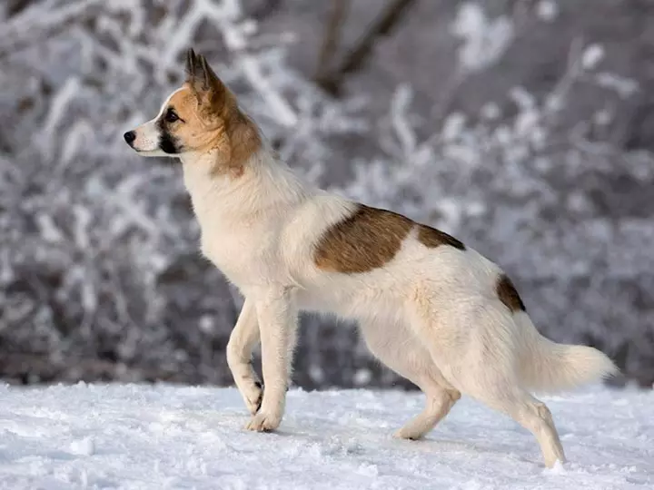 Norrbotten Spitz (Norbotten Laika): fotoğraf ve videolarla cinsin tanımı 4490_9