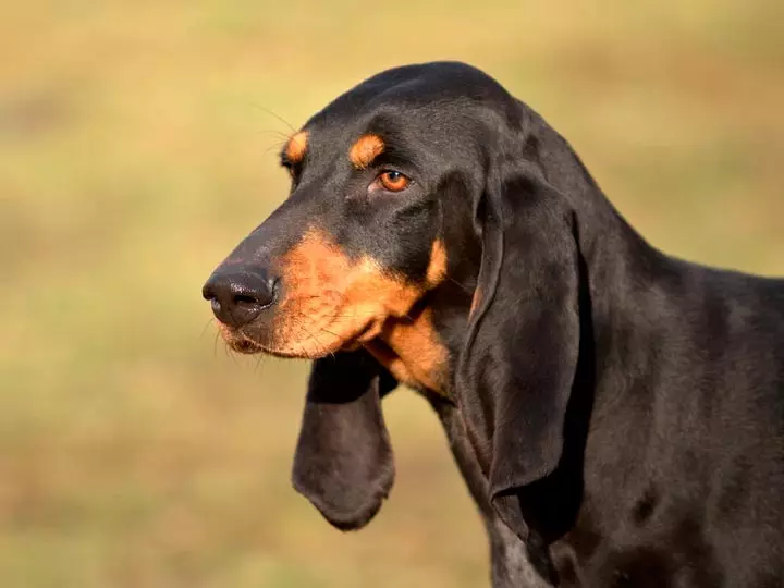 Swiss hound: tsananguro yeiyo imbwa yekuberekesa ine mafoto uye mavhidhiyo 4497_12