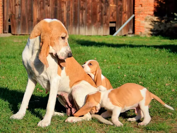 स्विस हाउंड: तस्वीरों और वीडियो के साथ कुत्ते की नस्ल का विवरण 4497_13