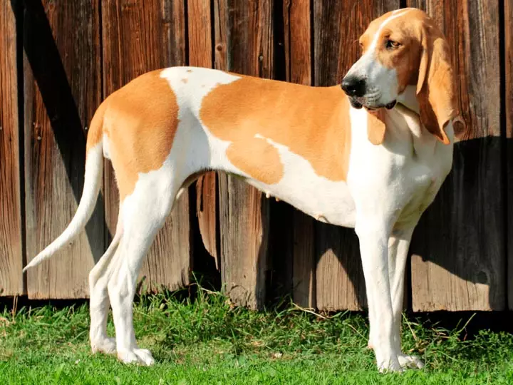 Swiss hound: tsananguro yeiyo imbwa yekuberekesa ine mafoto uye mavhidhiyo 4497_6