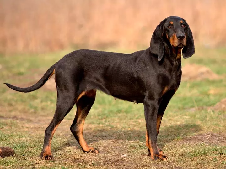 Swiss hound: tsananguro yeiyo imbwa yekuberekesa ine mafoto uye mavhidhiyo 4497_8