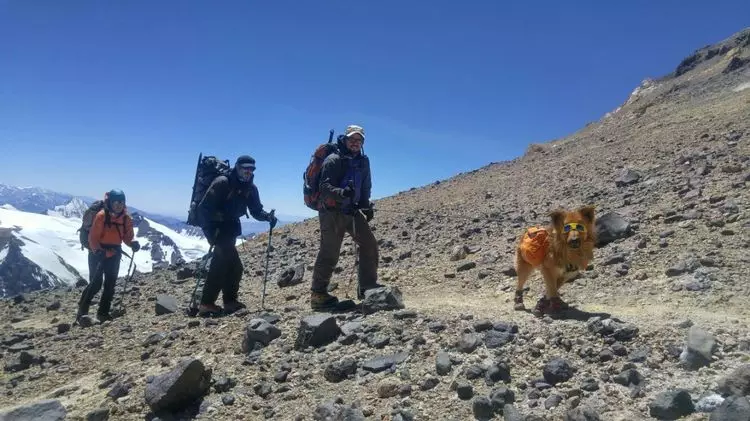 पर्वतारोहियों के साथ कुत्ता