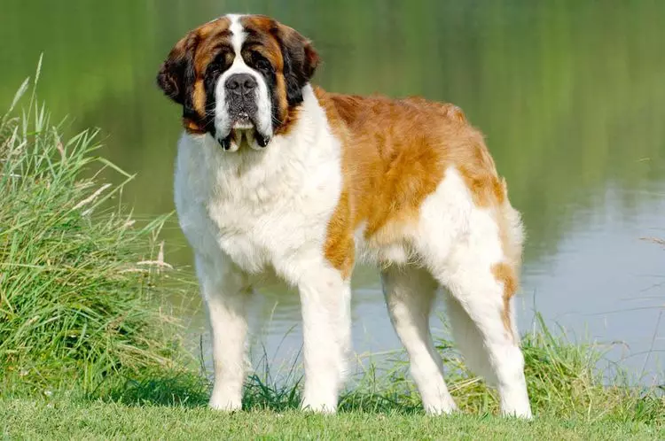 St. Bernard