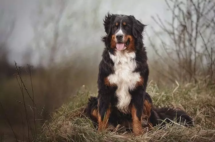 Berner Sennenhund