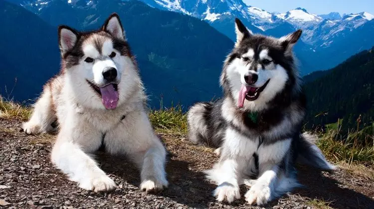 Malamute Alaskan