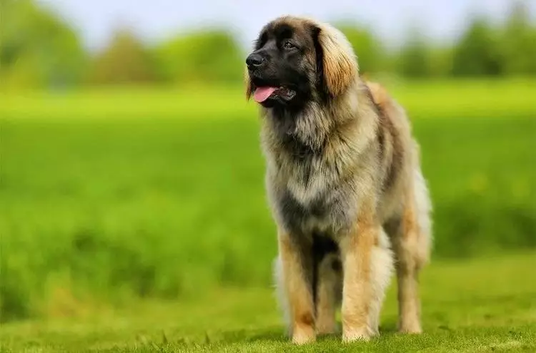 Leonberger