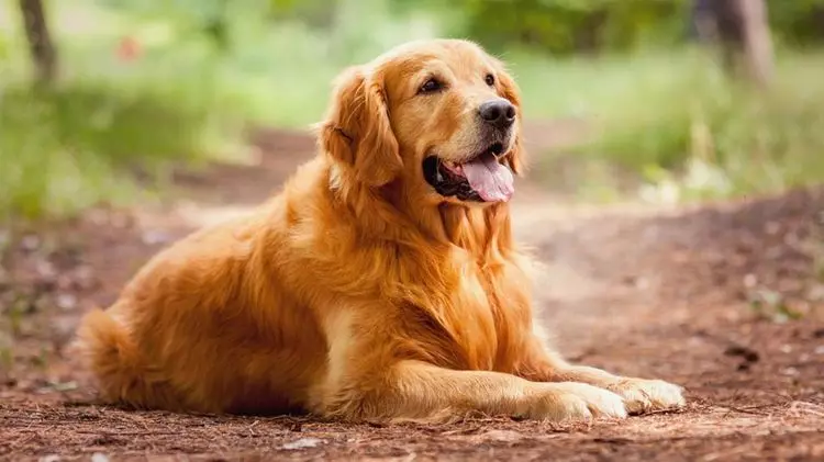 Добри раси на кучиња: топ 10 со фотографии и имиња