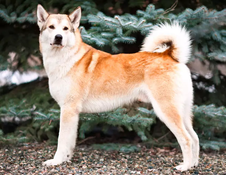 East Siberian Laika (VSL): คำอธิบายของสายพันธุ์สุนัขพร้อมรูปถ่ายและวิดีโอ