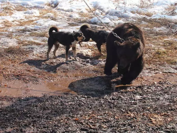 Doğu Sibirya Laika (VSL): fotoğraf ve videolarla köpek ırkının tanımı 4574_10