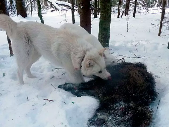 Laika Siberian Thoir (VSL): tuairisc ar an bpór madraí le grianghraif agus físeáin 4574_11